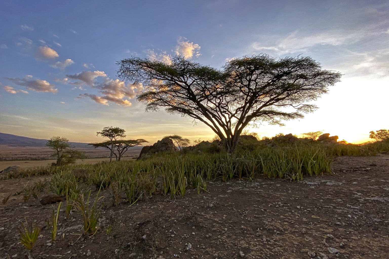 Safaris Privados en Tanzania, un Viaje a Medida Inolvidable
